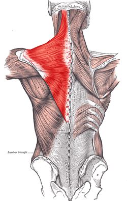Origins Insertions Innervations Actions Of Back Muscles Flashcards