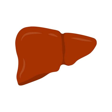 hígado parte del cuerpo humano dibujo animado icono aislado