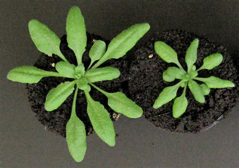 Cytokinins In Plants