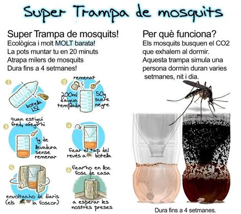 Como Matar Mosquitos Dicas Boas Ideias Ideias