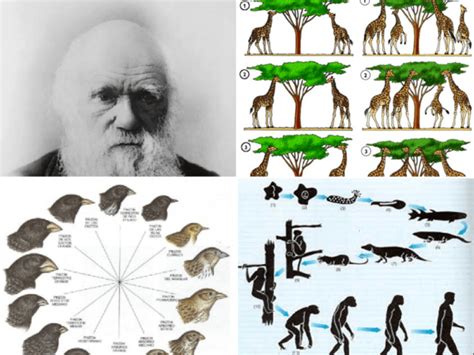 Charles Darwin Biograf A Y Teor As Sobrehistoria