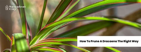 Descubre El Secreto Para Podar Tu Dracaena Como Un Experto En