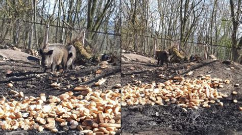 Gorzów walczy z dzikami Zwierzęta idą do odstrzału