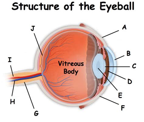 IGCSE Biology Label The Eye Flashcards Quizlet