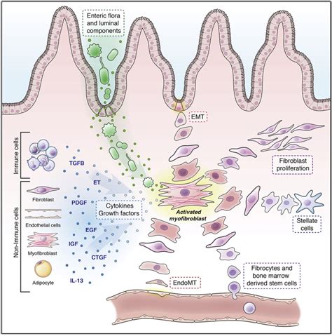 Mechanisms Management And Treatment Of Fibrosis In Patients With