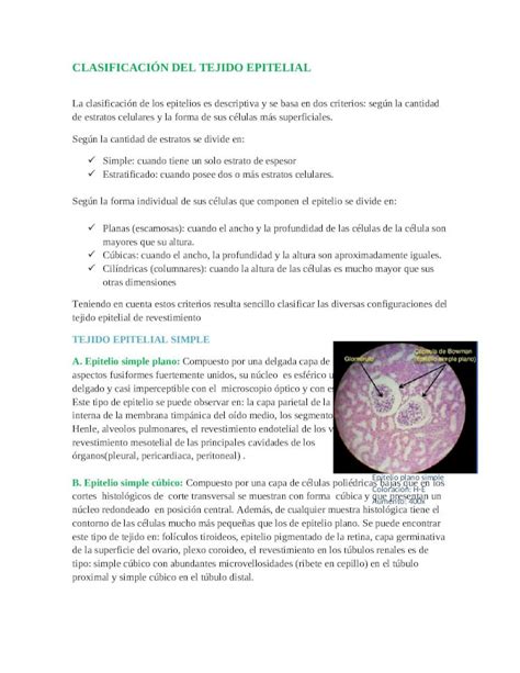 DOCX Informe Clasificacion Del Tejido Epitelial DOKUMEN TIPS