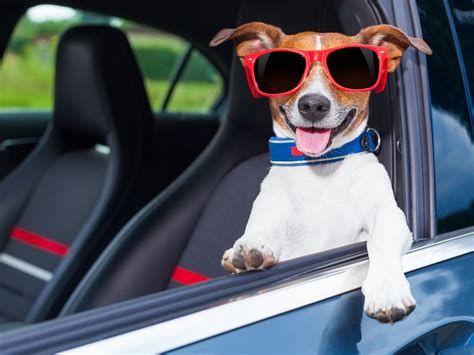 Como Transportar Cachorro No Carro American Pet S
