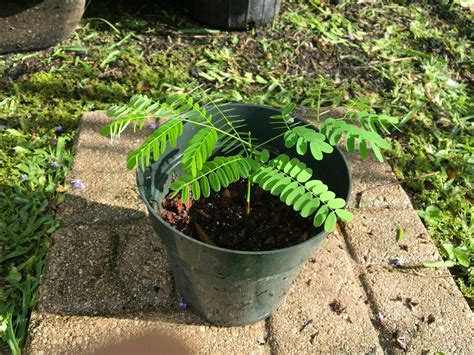 1 Royal Poinciana Flame Tree Delonix Regia Live Seedling Not