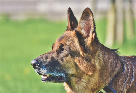 Les races de chien préférées des français en 2020