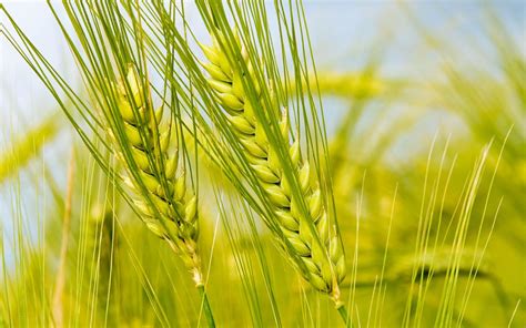 Green Wheat Fields Wallpapers Wallpaper Cave