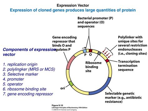 Ppt The Constructed E Coli Plasmid Pbr322 Powerpoint Presentation