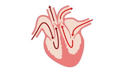 Circulatory System Labeled Heart
