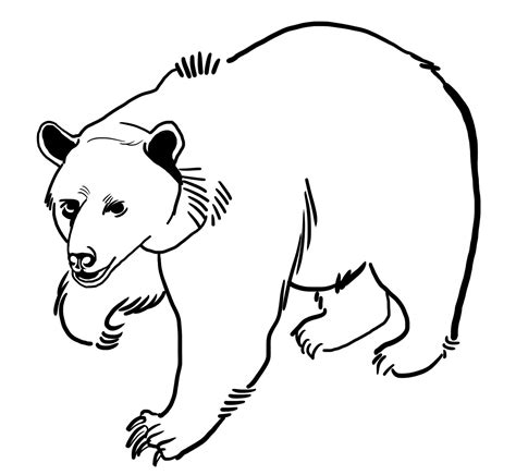 Coloriage Ours 12240 Animaux Dessin à colorier Coloriages à