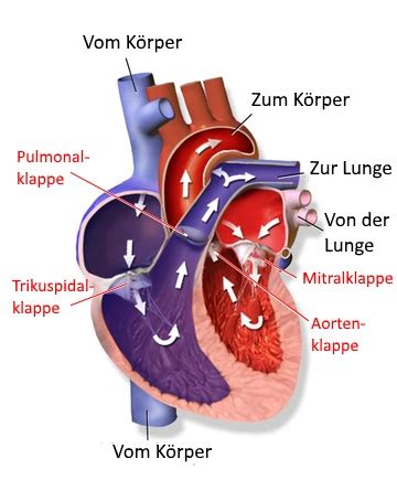 Herz Kreislauf System Beschreibung Und Funktionen