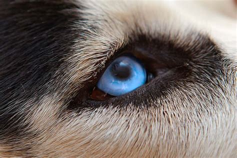 estimular oxígeno ancla razas de perros con los ojos azules Con Forma