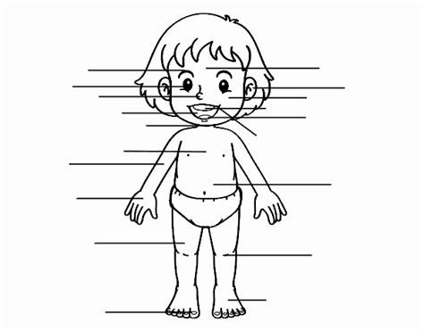 Dibujos De Cuerpo Humano Completo Ni Os Para Colorear Vsun