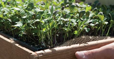Quinoa Microgreens Best Helpful Growing Tips Review