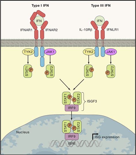 Shared And Distinct Functions Of Type I And Type III Interferons Immunity