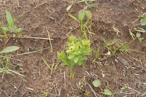Online Virtual Flora Of Wisconsin Image Details