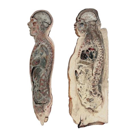 Pin By Gigi C On Anatomical Venus In Human Anatomy Art Anatomy