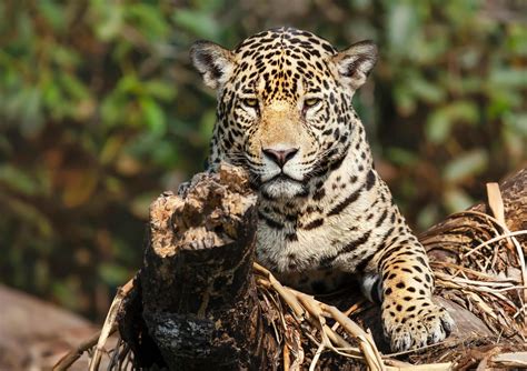 Biodiversity Wallpapers Top Free Biodiversity Backgrounds