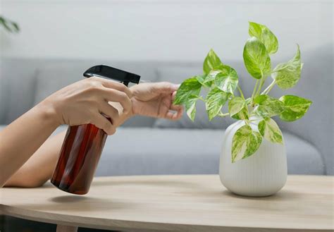 Comment se débarrasser naturellement des insectes dans les plantes