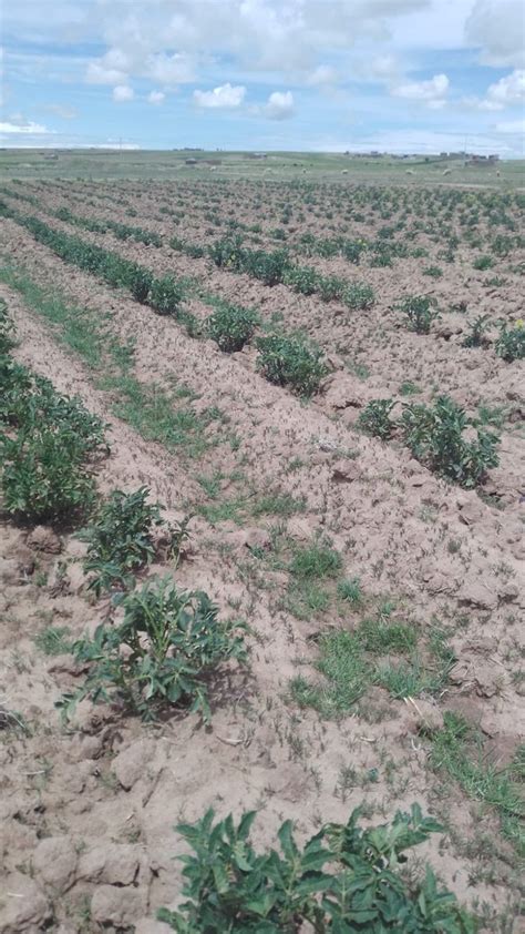 Senamhi on Twitter Infórmate Altiplano Campos de cultivo de papa