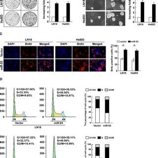 MiR 93 Promotes Cell Proliferation And Cell Cycle Progression In Glioma