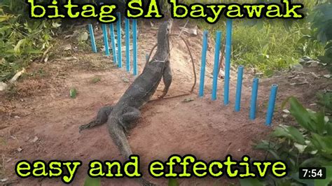 Trap Para Sa Bayawak Easy And Effective Monitor Lizard Trap Tutorial