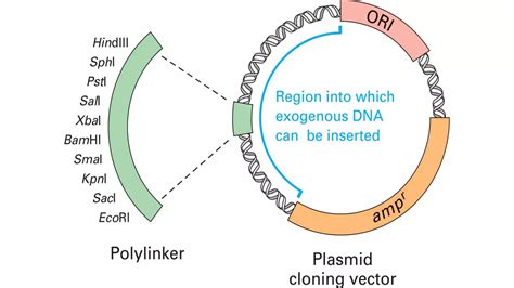 Cloning And Expression Vector In Plants PPT