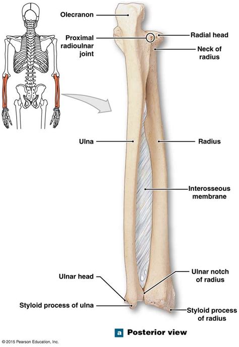 How To Differentiate The Ulna And The Radius Bones In A