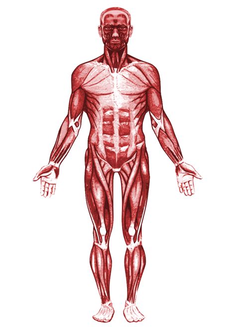 Musculoskeletal System Diagram Quizlet