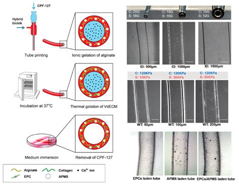 Bioengineering Free Full Text 3D Bioprinting Strategies For The