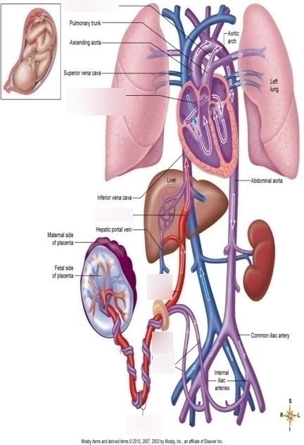Fetal Circulation Diagram Quizlet