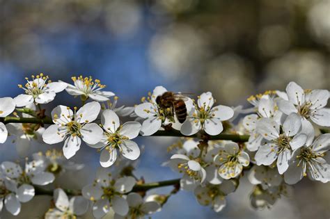 Bi Insekt Pollinera Gratis foto på Pixabay Pixabay