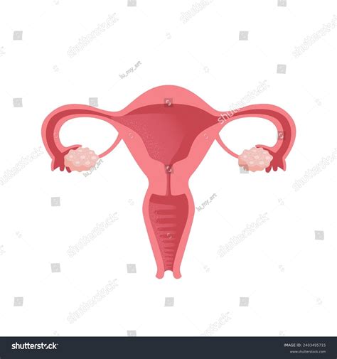 Uterus Women Health Female Reproductive System Royalty Free Stock Vector 2403495715