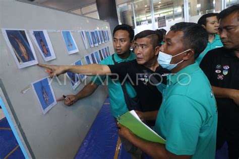 Kontes Ikan Koi Nasional Antara Foto