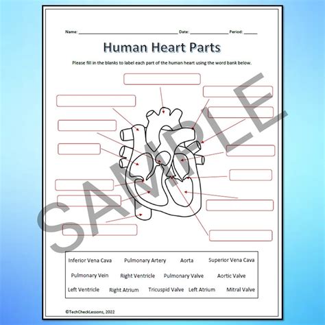 Human Heart Parts And Blood Flow Labeling Worksheets Diagram Graphic