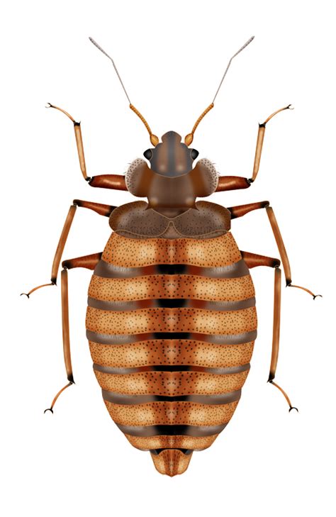 Bed Bugs Pics PNG Isolated HD PNG Mart