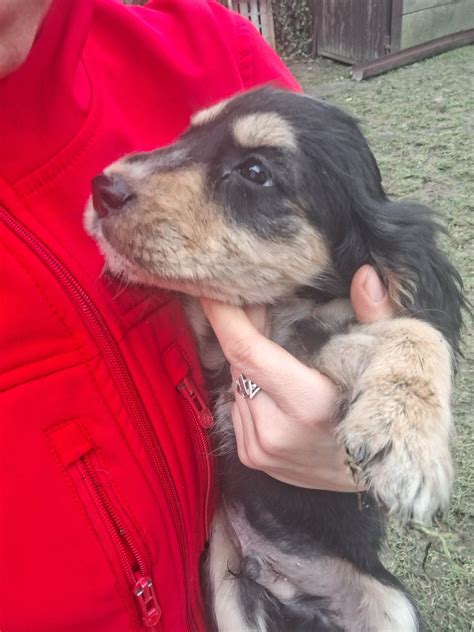 Oddam psiaki w dobre ręce Rozdrażew OLX pl