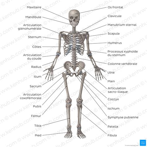Systèmes et appareils du corps humain Anatomie Kenhub