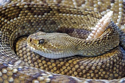 Serpiente de cascabel características dónde viven y cuidados