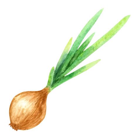 Premium Vector Watercolor Illustration Of Yellow Onion With Green