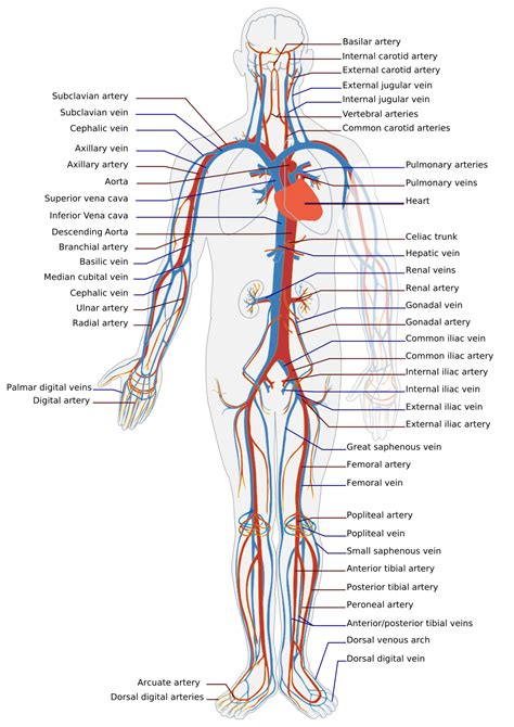 Performance Vein Institute Of Los Alamitos Chronic Venous