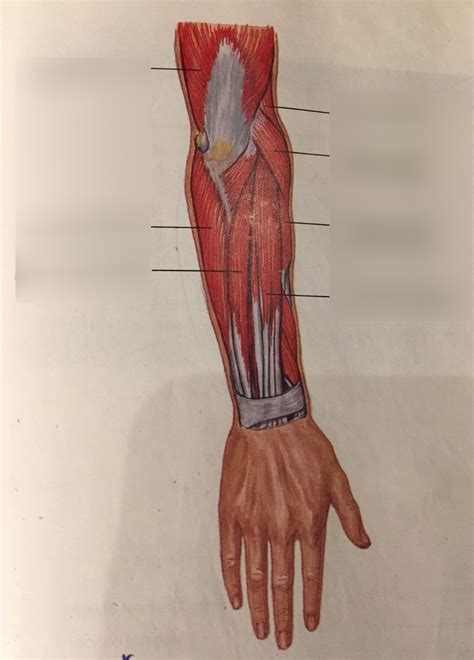 Posterior Forearm Muscles Diagram Quizlet