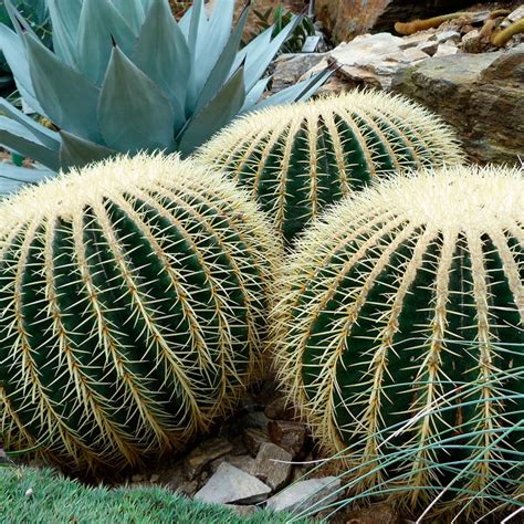 Semillas De Echinocactus Grusonii El Cactus Asiento De Suegra