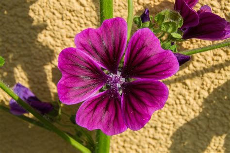 Kaasjeskruid Bloesem Bloem Gratis Foto Op Pixabay Pixabay