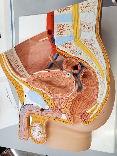 Male Pelvis Diagram Quizlet