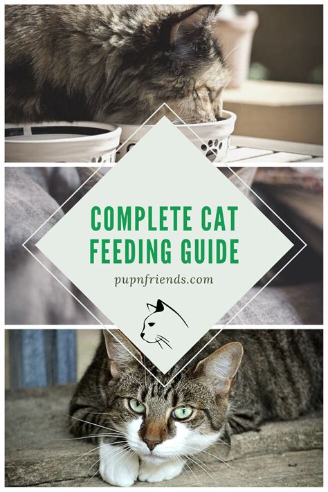 The Ultimate Cat Feeding Guide How Much To Feed A Cat Cat Feeding