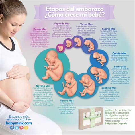 20 Weeks Pregnant Artofit